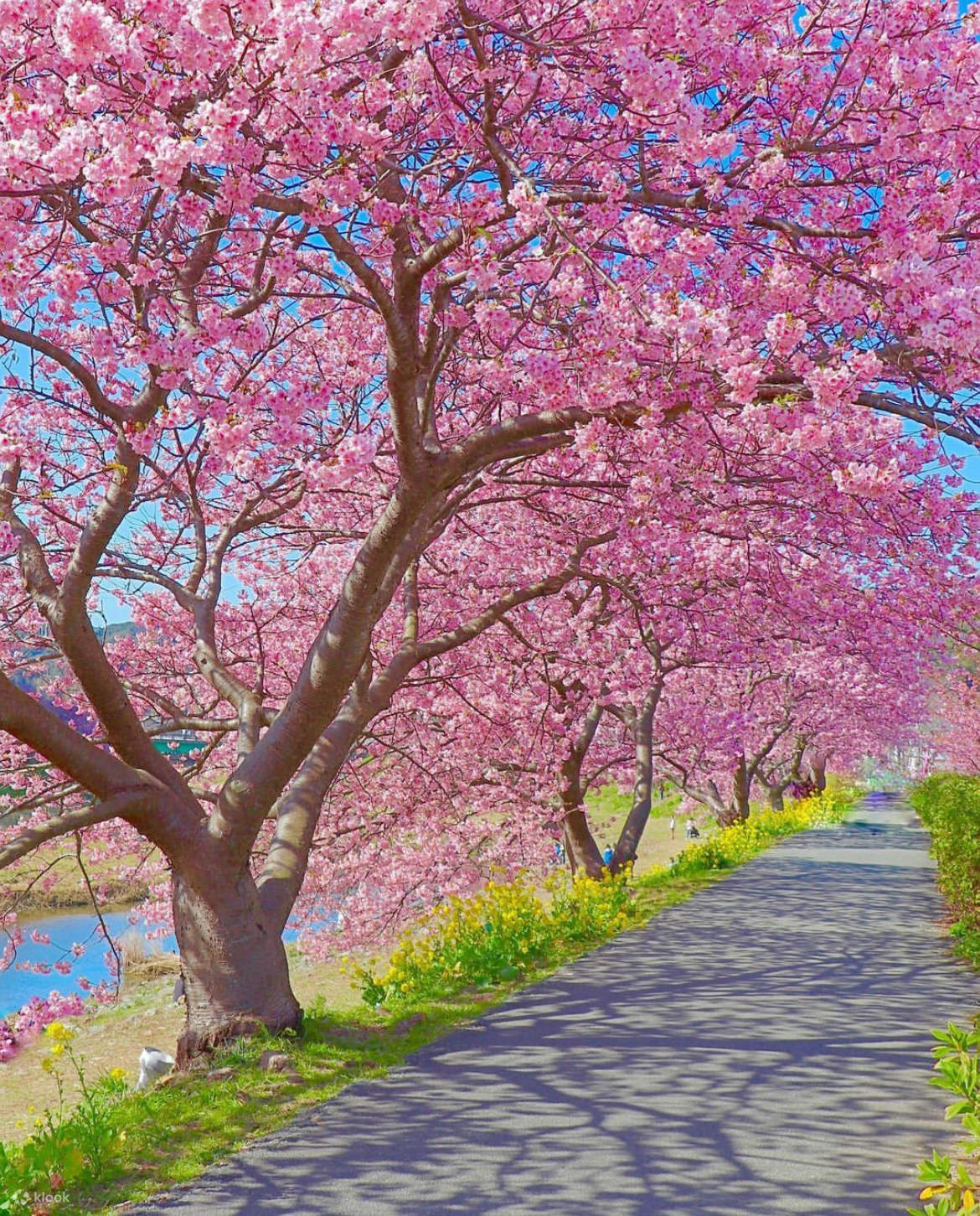 Mount Fuji, Owakudani, and Hakone Join In Bus Tour with Cherry Blossom ...